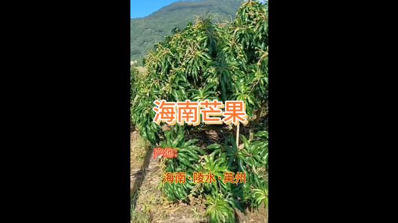 海南芒果栽培与种植技术,病虫害防治,日常工作记录