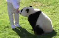 大熊猫在日本动物园,被当成宝贝一样捧着