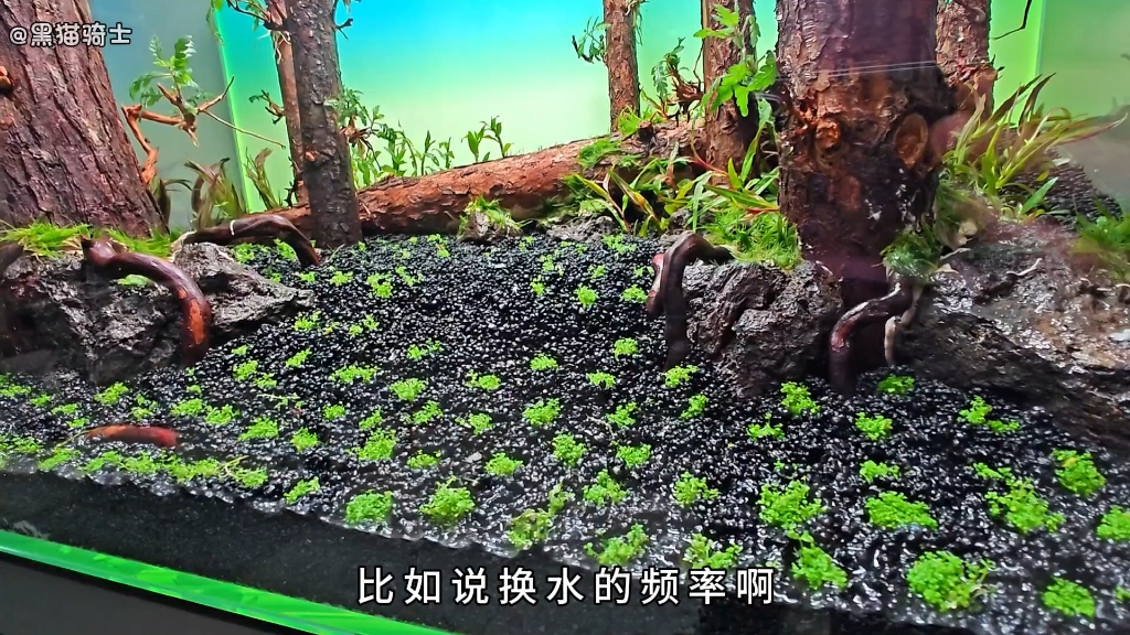 新版森林草缸造景密林,种完水草后真的好美.