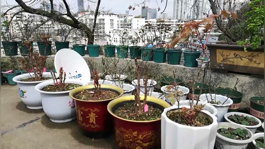 交作业了,去年盆栽牡丹花的春季养护管理和生长情况的汇报!