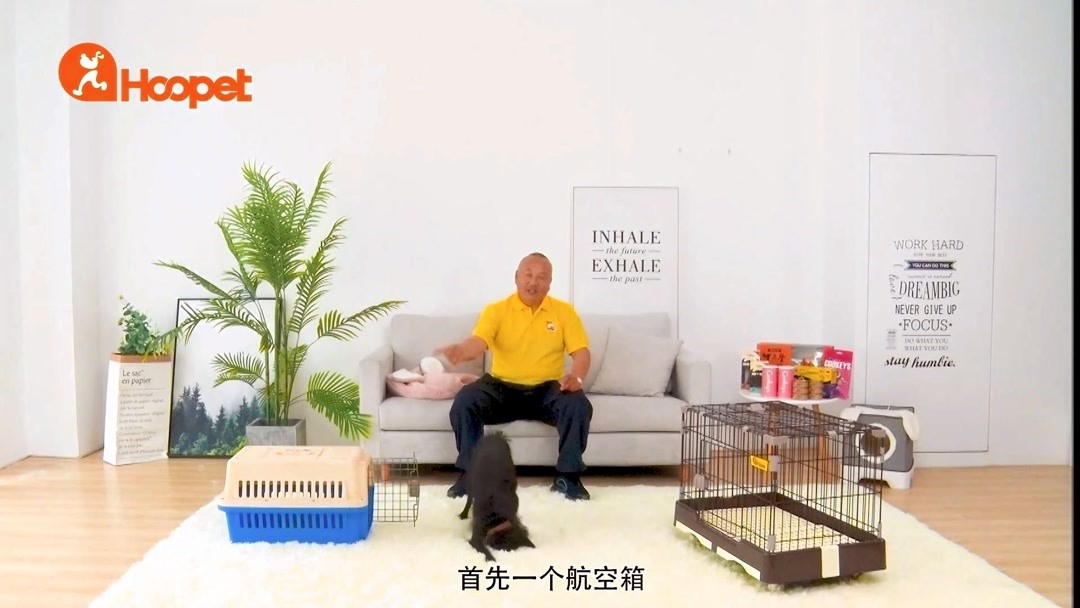 新手铲屎官必看!怎么教会狗狗学会定点大小便