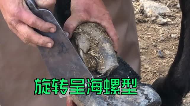 驴子穿尖刀皮鞋走路东倒西歪,蹄底旋转成海螺型,精修后不会走路