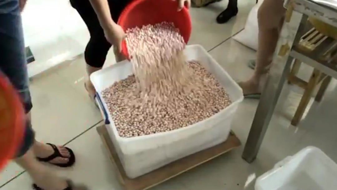 珍珠是怎么养殖的?实拍养殖过程,怪不得珍珠这么贵