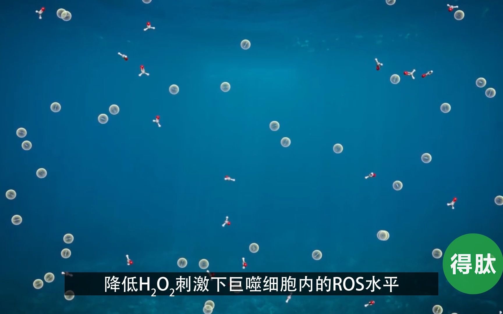 年龄越大细胞损伤越重!养护细胞肽重要!补啥不如先补肽!