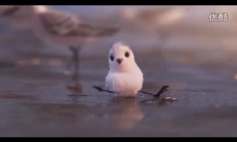 【治愈动画短片《鹬》】皮克斯动画导演花了三年完成的6分钟动画...
