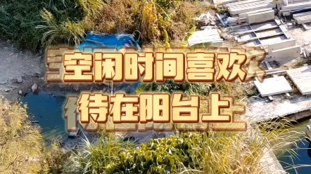 远处连绵的青山 近处繁茂生长的香蕉 芒果树 大得出奇的榕树 还有辛劳...