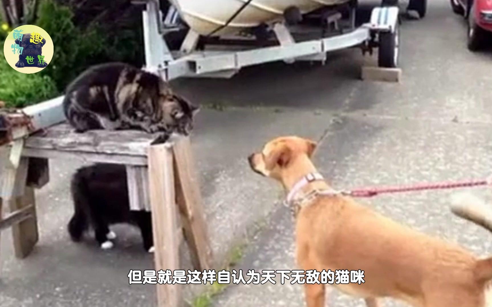 猫咪谁也不怕,自以为天下无敌!但唯独见到这个动物掉头就跑!