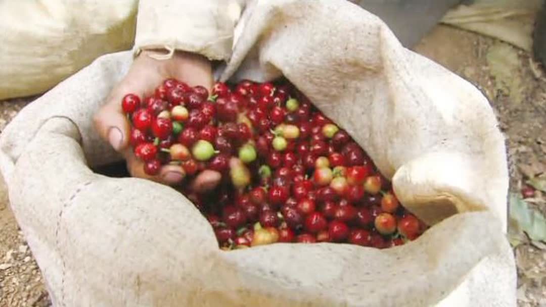 咖啡果是如何加工成咖啡豆的?