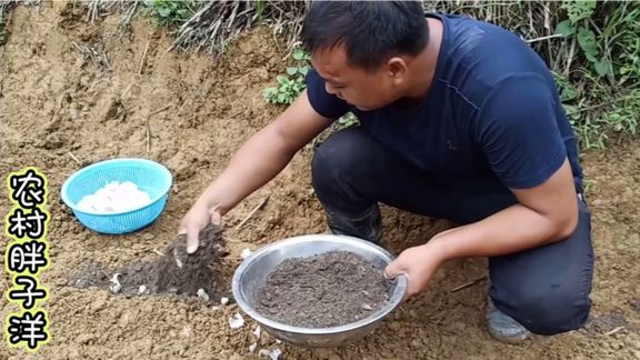 农村小伙教你种蒜技巧， 掌握这一步，1年都有吃不完的新鲜蒜苗