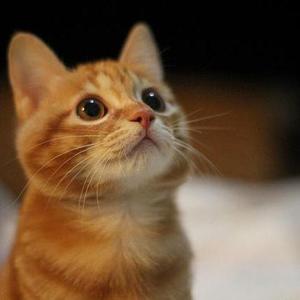 大猪蹄子520 