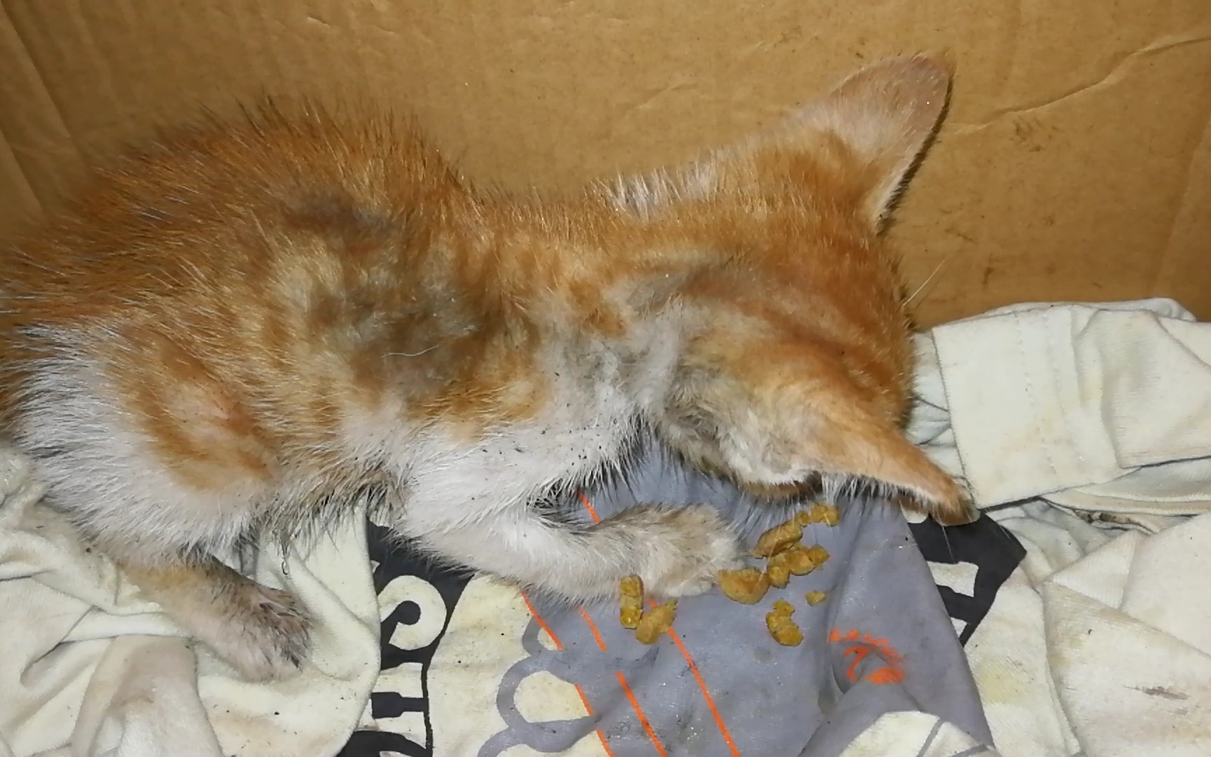 【捡猫】记录第一天,又从路边救下一只猫,不过这次并不幸运