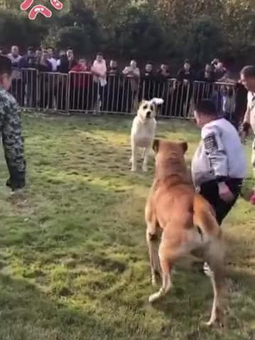 800万巨型中亚斗狗比赛,凶悍无比,像一头大狮子