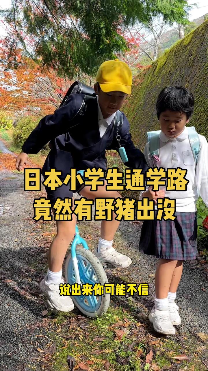日本小学生上学路上竟然有野猪出没。天天在这大山里散步,今天接到...