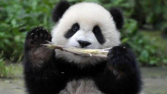 同样是熊科动物,大熊猫能打得过棕熊吗?答案出乎人们意料