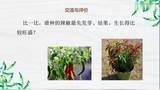 五年级 劳动实践课 我们一起种辣椒 微课 视频课件