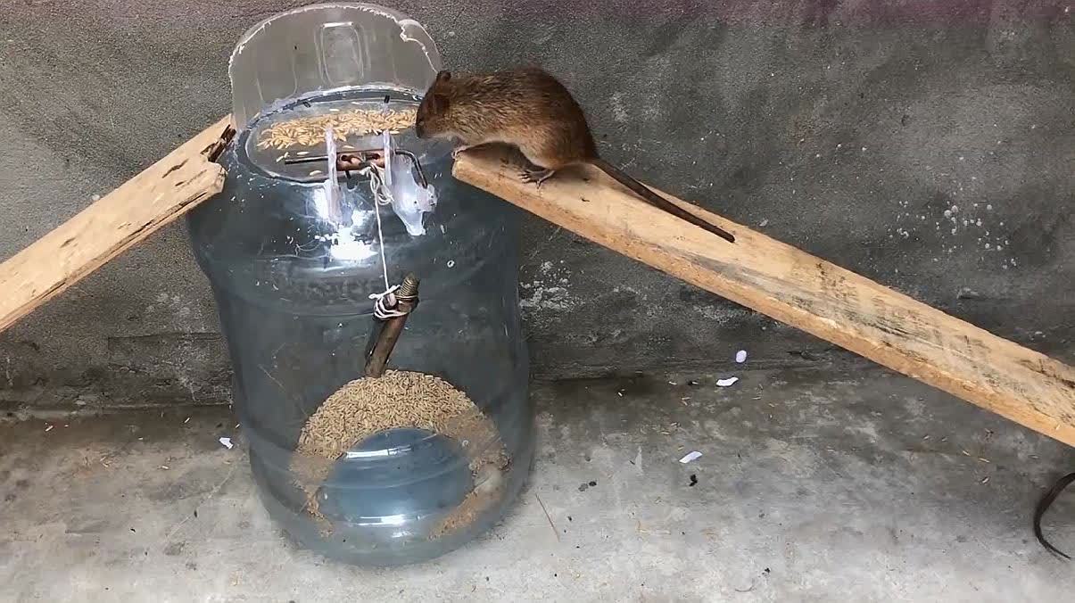 大叔用塑料水桶制作捕鼠陷阱,简单有效,老鼠很快就上当