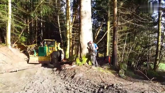 巨型树木的砍伐加工全流程