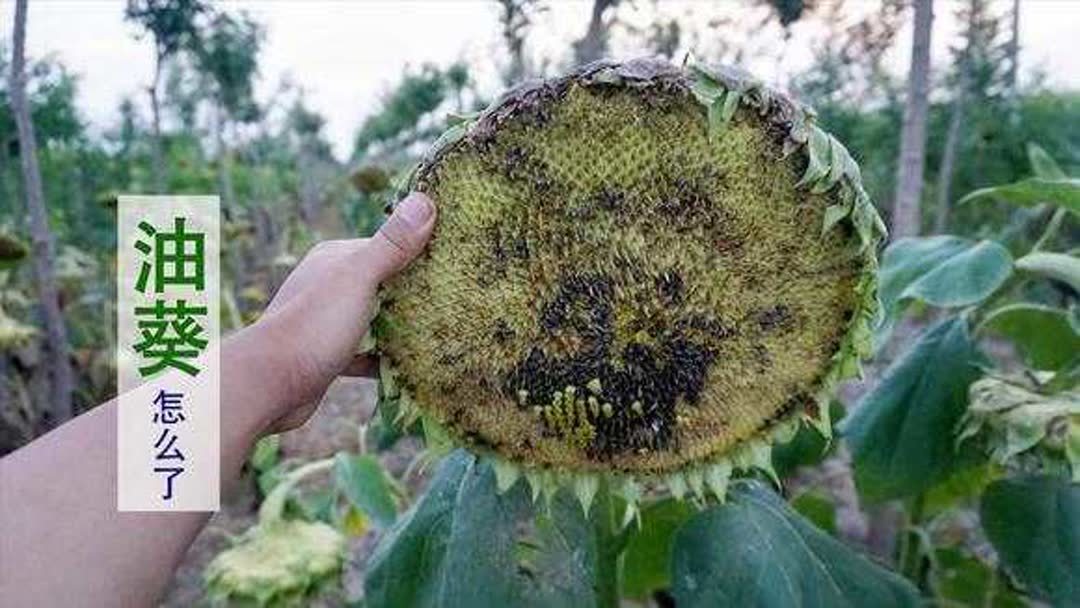 农村常见“向日葵”作用不小啊,关键在根上,了解下吧