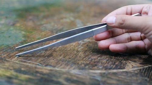 养多肉植物用什么工具?园艺师教你,使用园艺镊子,拔根系和叶片