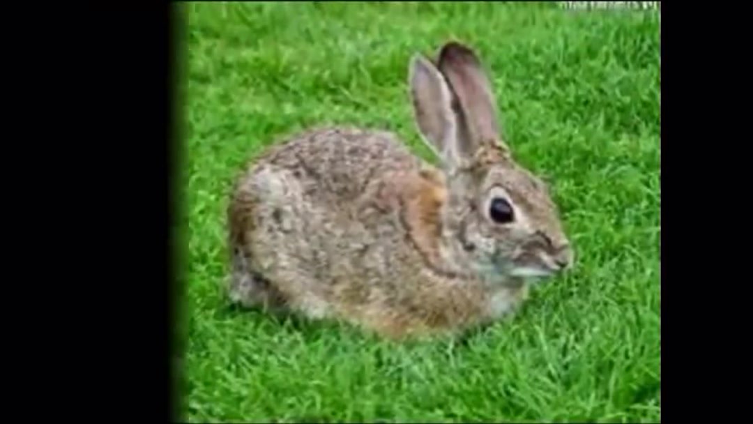 我的世界里的生物在现实中的样子 Him的真实面目竟然是?