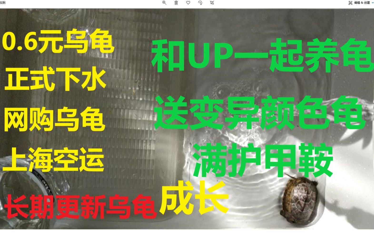 网购乌龟 0.6元龟正式下水 继续等待0.3元龟和0.7元龟 还在玩乌龟盲盒...