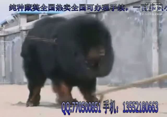 纯种藏獒介绍大全视频1