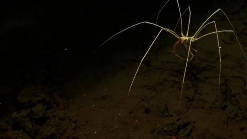 世界上最"无敌"的生物,地球上没有天敌,原因让人想笑