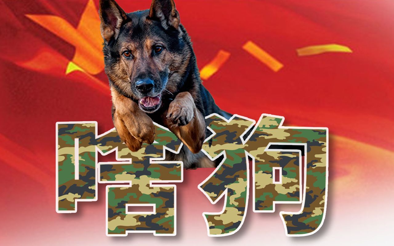 【这是啥狗啊04】八一建军节 特殊的军人--德国牧羊犬介绍