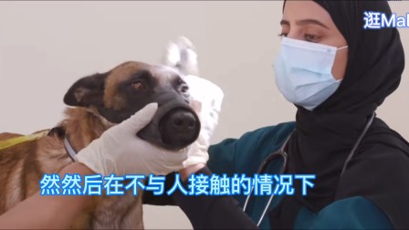 目瞪狗呆!阿联酋警犬嗅出新冠病毒!