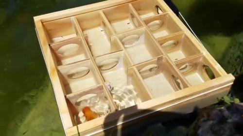 相传鱼的记忆只有7秒,小伙亲自试验,装了个迷宫来测试