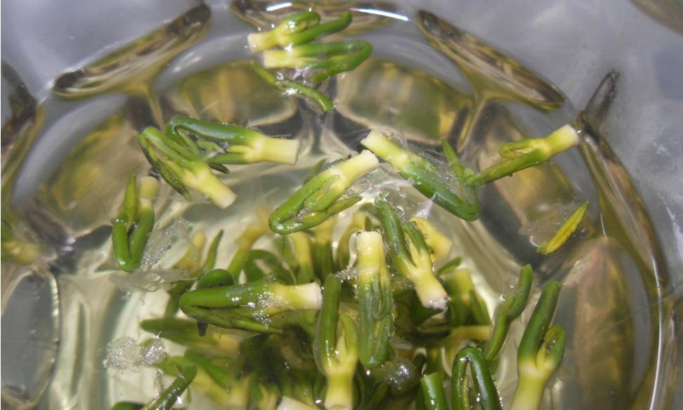 不想被“心血管病”缠身,3种食物多吃,助你疏通血管,远离血栓