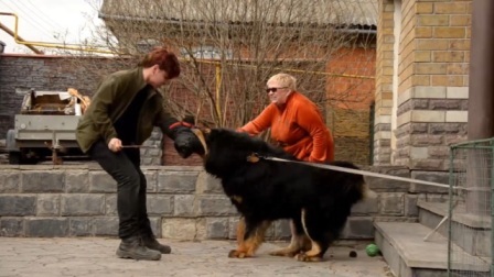 藏獒和比特犬,到底谁更凶猛?结果出乎意料!