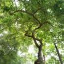 爱吃龙虾の叔孙丰雅 