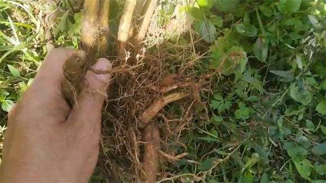 续断(山中小草)