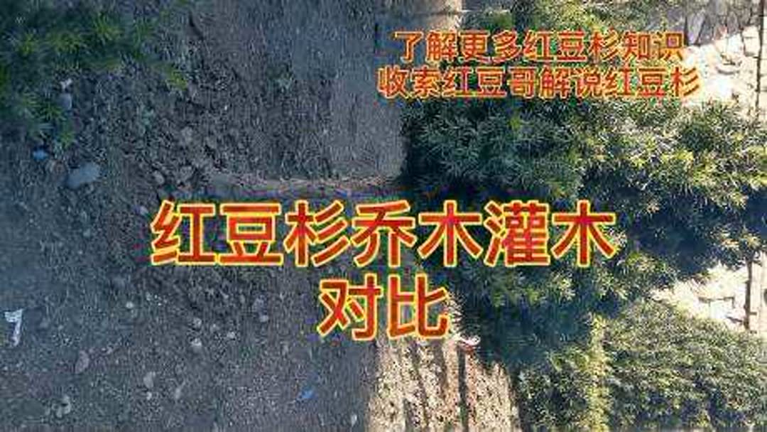 红豆杉乔木和灌木有什么区别,不懂的朋友进来看一下,一看便知