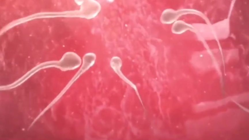 原来我们是这样出生的 日本科普动画生命的诞生太形象了!