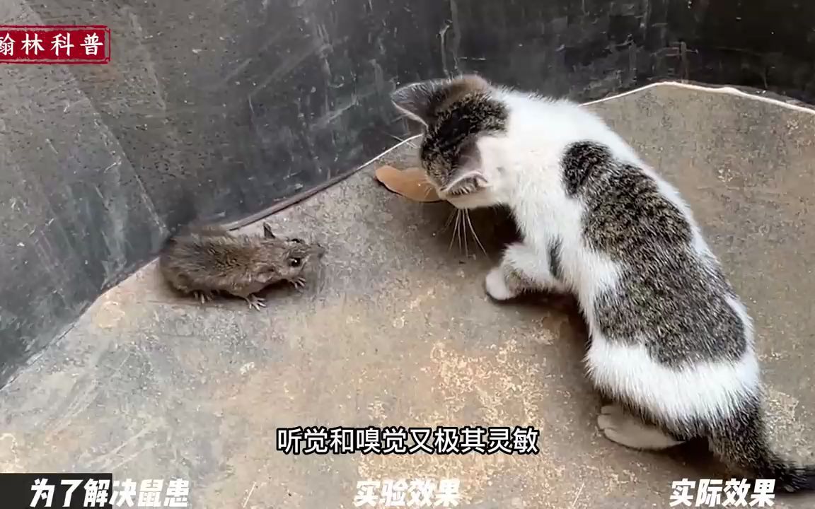 湖北怪老头发明捕鼠神器,红外触控双绳套索,一夜捕捉90只老鼠