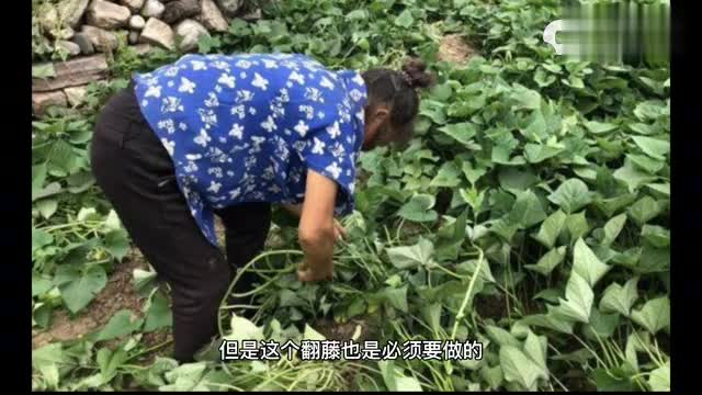 红薯种植中期,“翻藤”到底是增收还是减产?原因不知道吧!