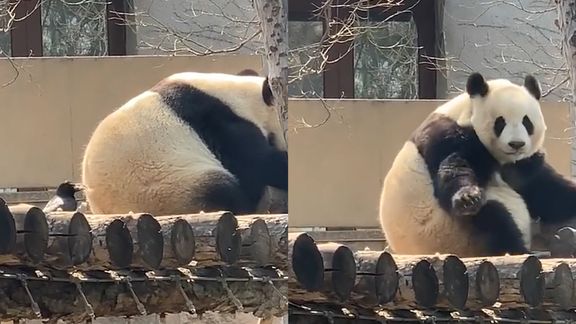 乌鸦薅熊猫屁股毛絮窝 网友“举报”:敢薅国宝的毛,抓它!