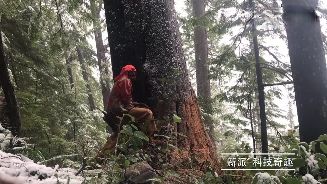 这么粗的大树怎么砍伐?实拍砍树全过程,老师傅技术真牛!