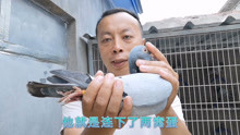 鸽子怎么样调理自身免疫力,用这种办法,很管用!