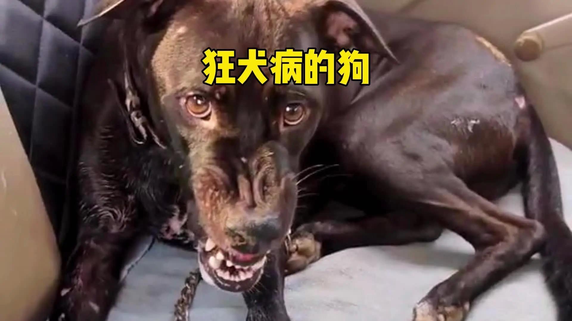 得了狂犬病的狗
