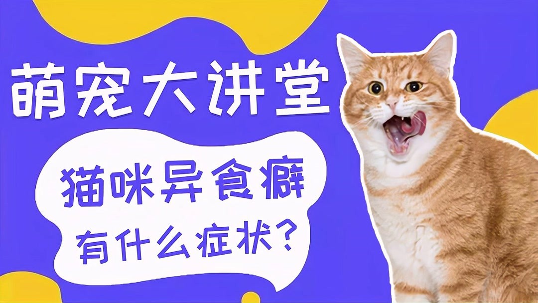 猫咪异食癖有什么症状?