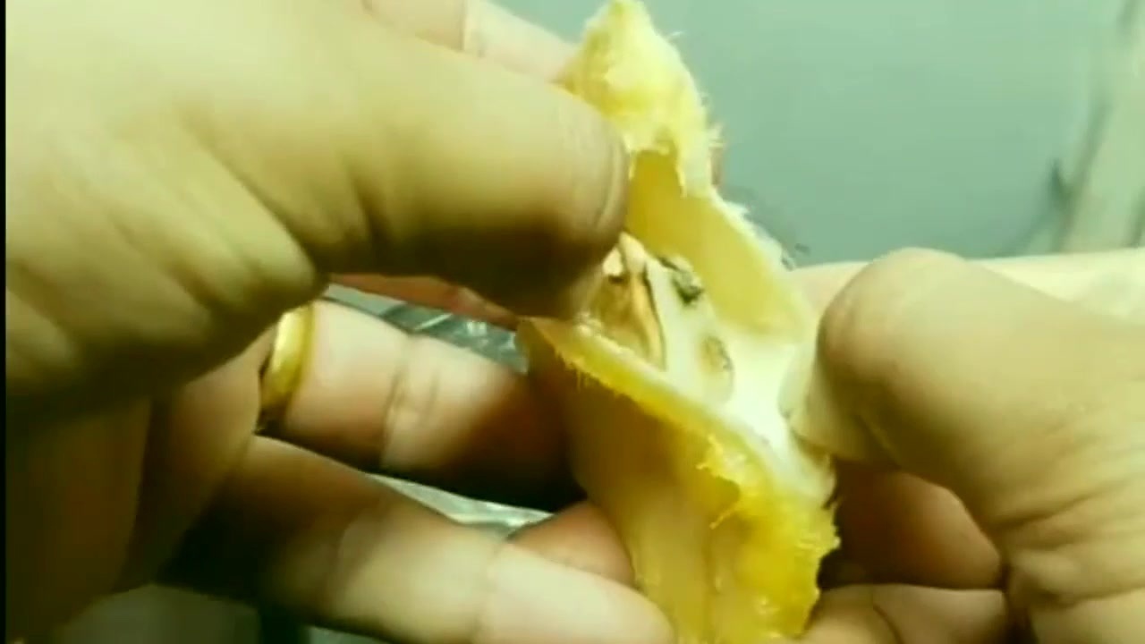 教你在家就能种芒果,不过你.