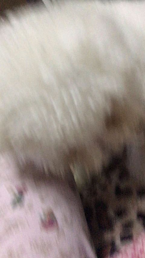 快帮本公主挠痒痒