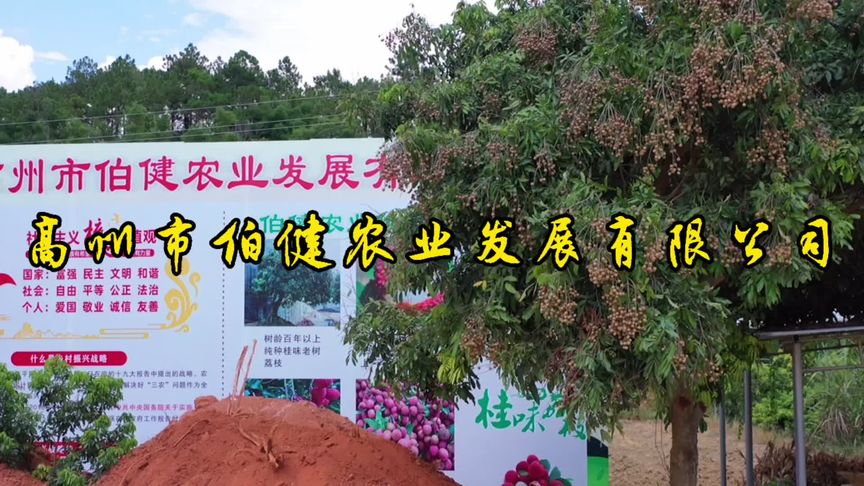 #乡村振兴dou行动 #乡村建设 #茂名 #热门 桂味荔枝之乡木广垌