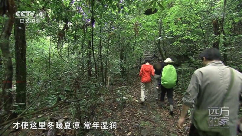 [远方的家]神奇的东方家园——山海之间 和谐家园 树生古田山 水润钱...