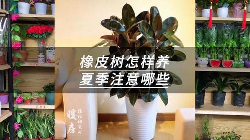 橡皮树怎样养夏季注意哪些#橡皮树 #养花小常识 #盆栽 #花卉绿植