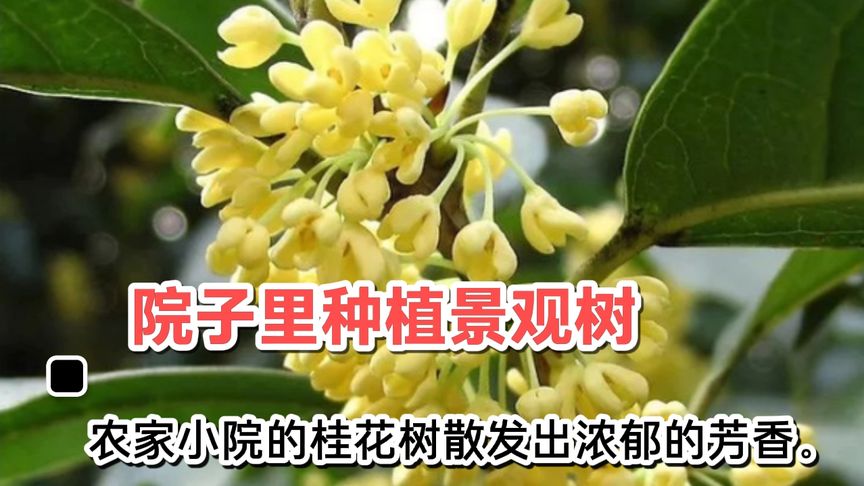 桂花散发出浓郁的芳香,让人心旷神怡,它有很多用途,你们知道吗