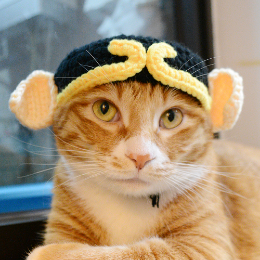猫咪黄加橘 